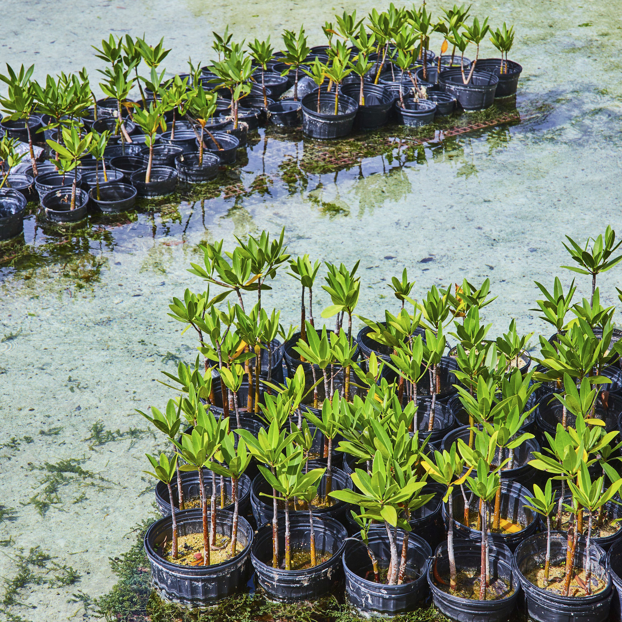 Aquarium Plants Mangrove Tree Live, Red Orange Mangrove Propagule ...