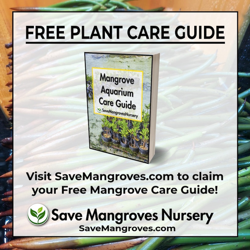Aquarium Plants 5 Live Mangrove Trees, Red Mangrove Propagule Plants ...