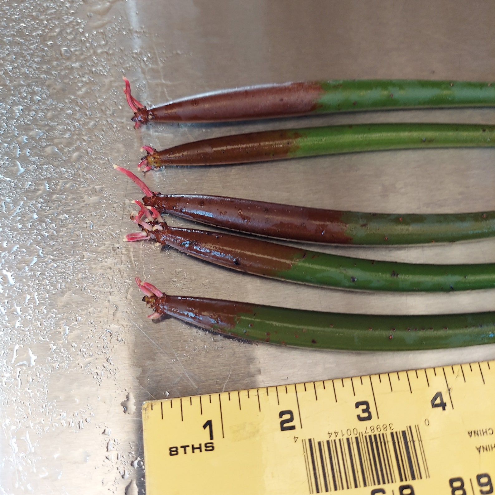7 LIVE Red Mangrove Propagule Plants, Aquarium Plants Mangrove Trees ...