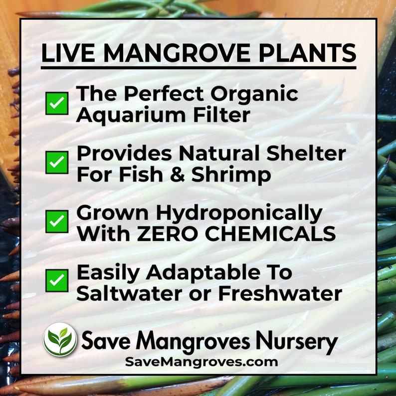 Live Red Mangrove Plants, 10 Aquarium Plants Bundle Mangrove Propagule ...