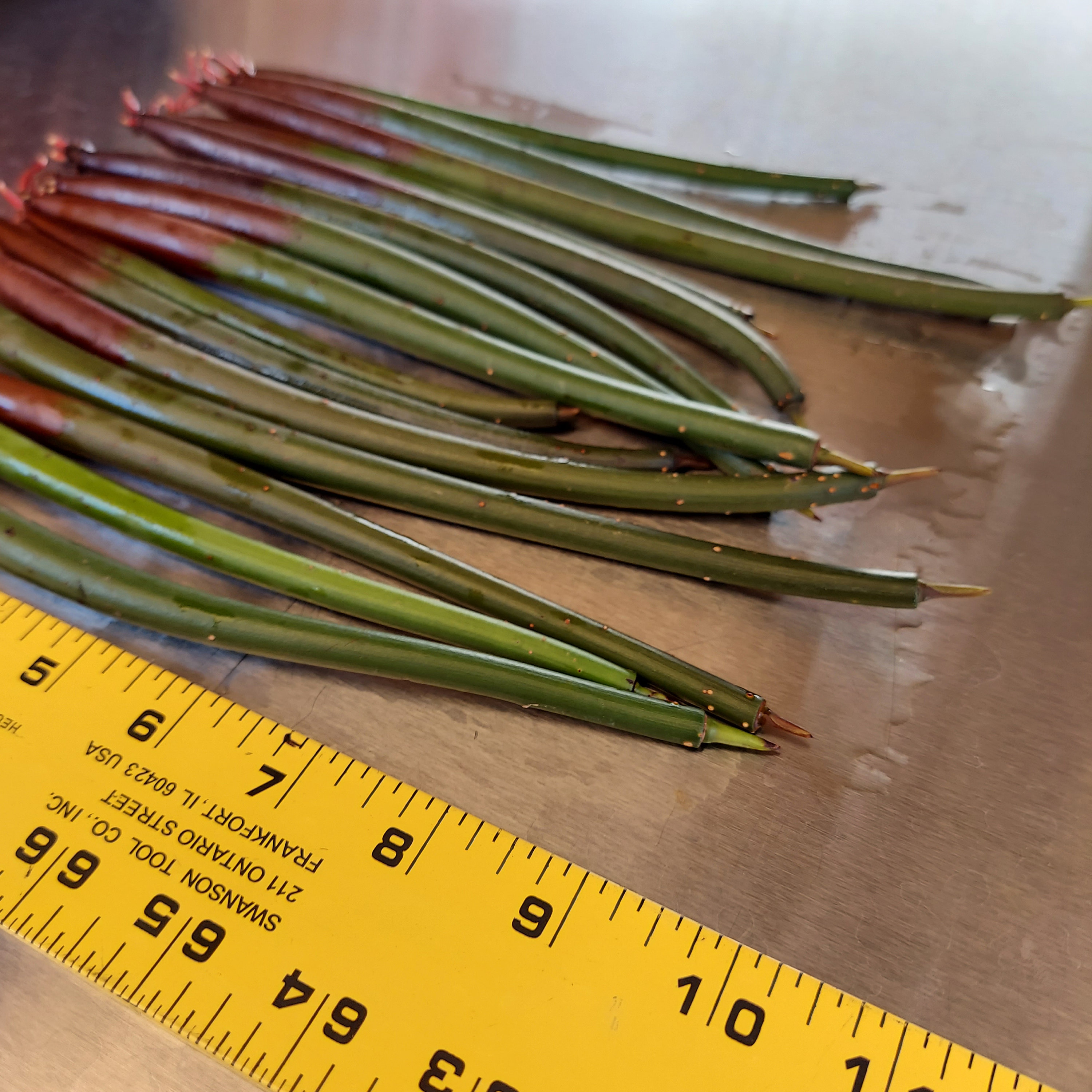 Live Red Mangrove Plants, 10 Aquarium Plants Bundle Mangrove Propagule ...