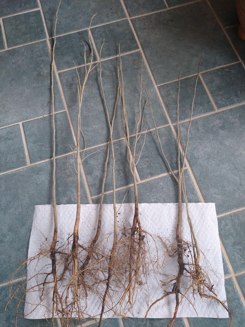 Rose of Sharon 3 Bare Root Starter Plants - Lilac - Etsy