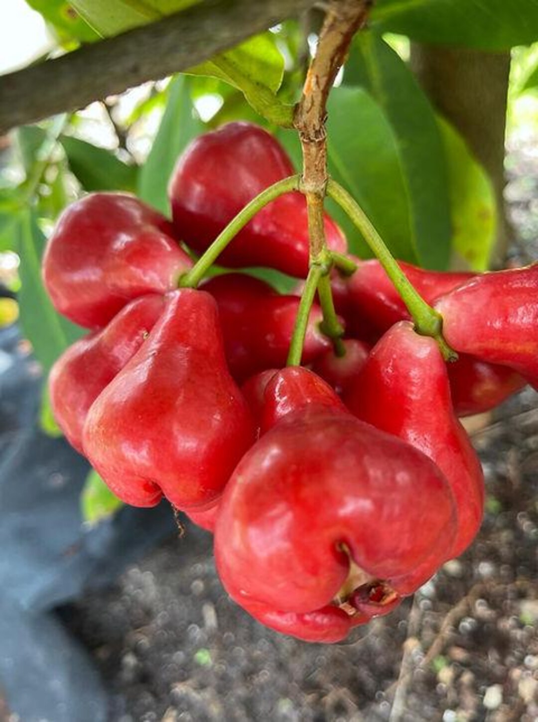 Wax Apple Tree Fully Rooted Grow From Seed 2 and a Half Year Old - Etsy