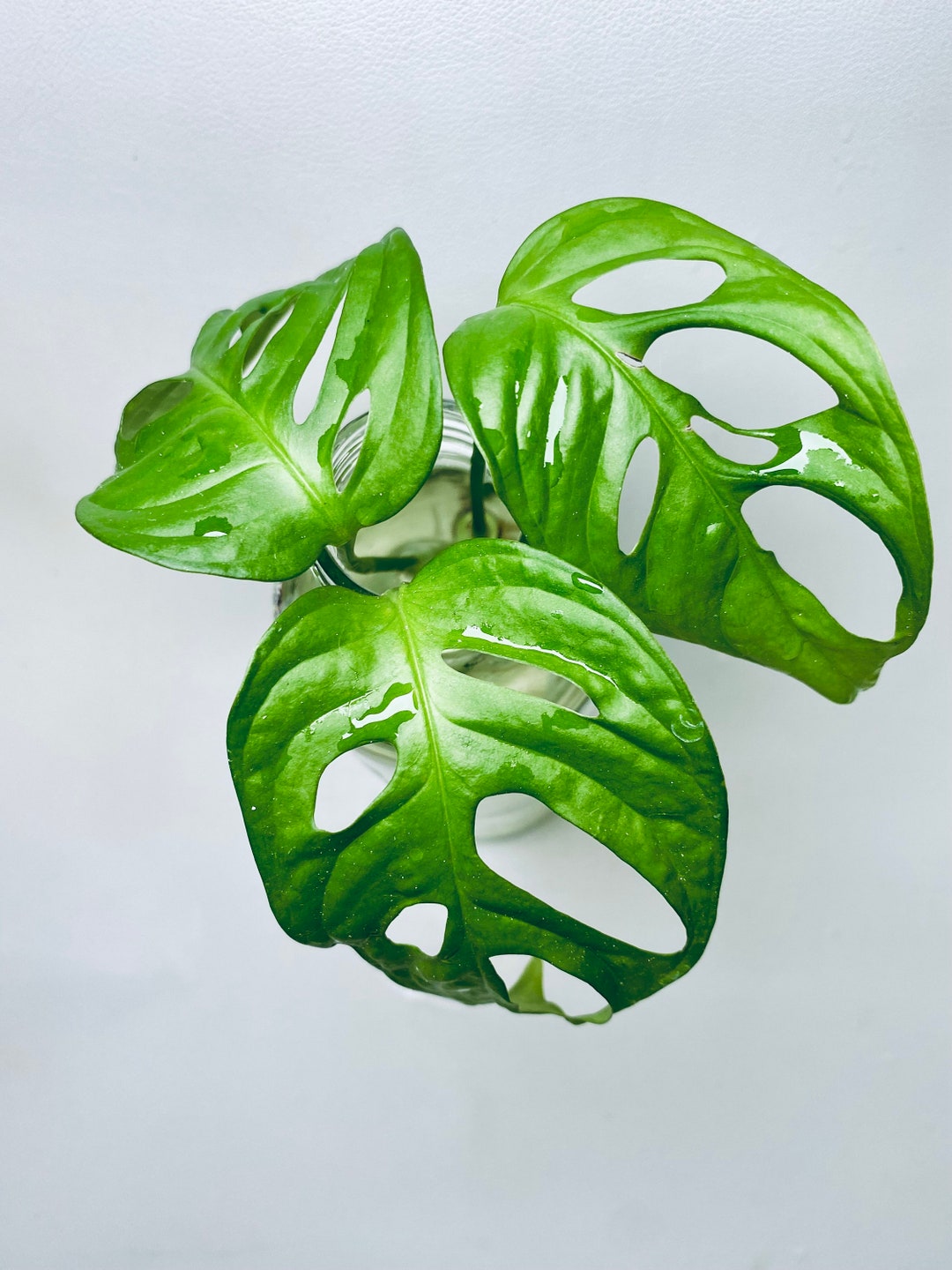 Monstera Swiss Cheese - Etsy