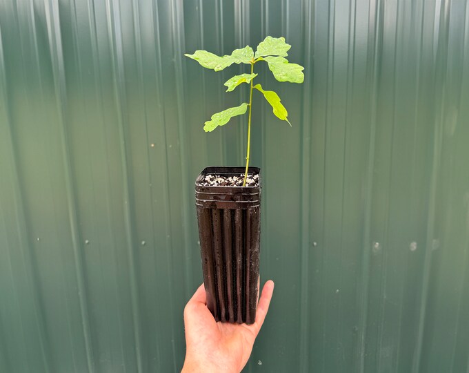 BRANCHING Florida Live Oak Sapling Seedling Shade Tree Plant - Etsy