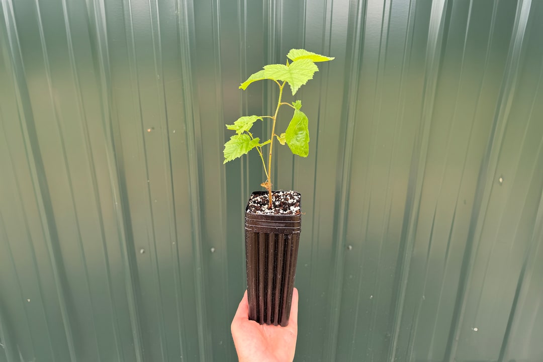 Turkish Hazelnut Tree Seedling, Corylus Colurna - Etsy