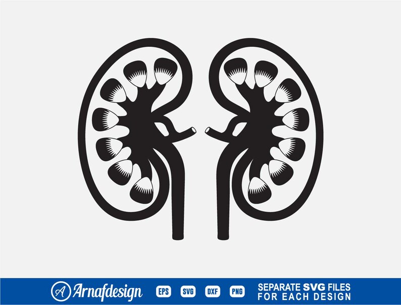 Kidney SVG, Kidney Anatomy Svg, Disease Svg, Clipart, Cut Files for ...