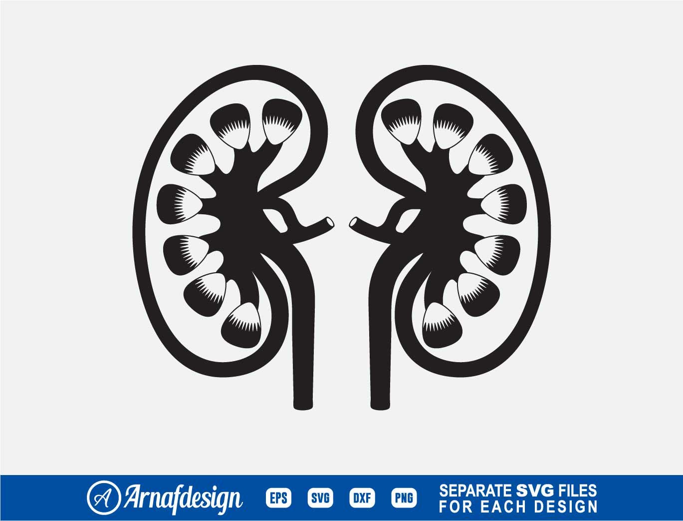Kidney SVG, Kidney Anatomy Svg, Disease Svg, Clipart, Cut Files for ...