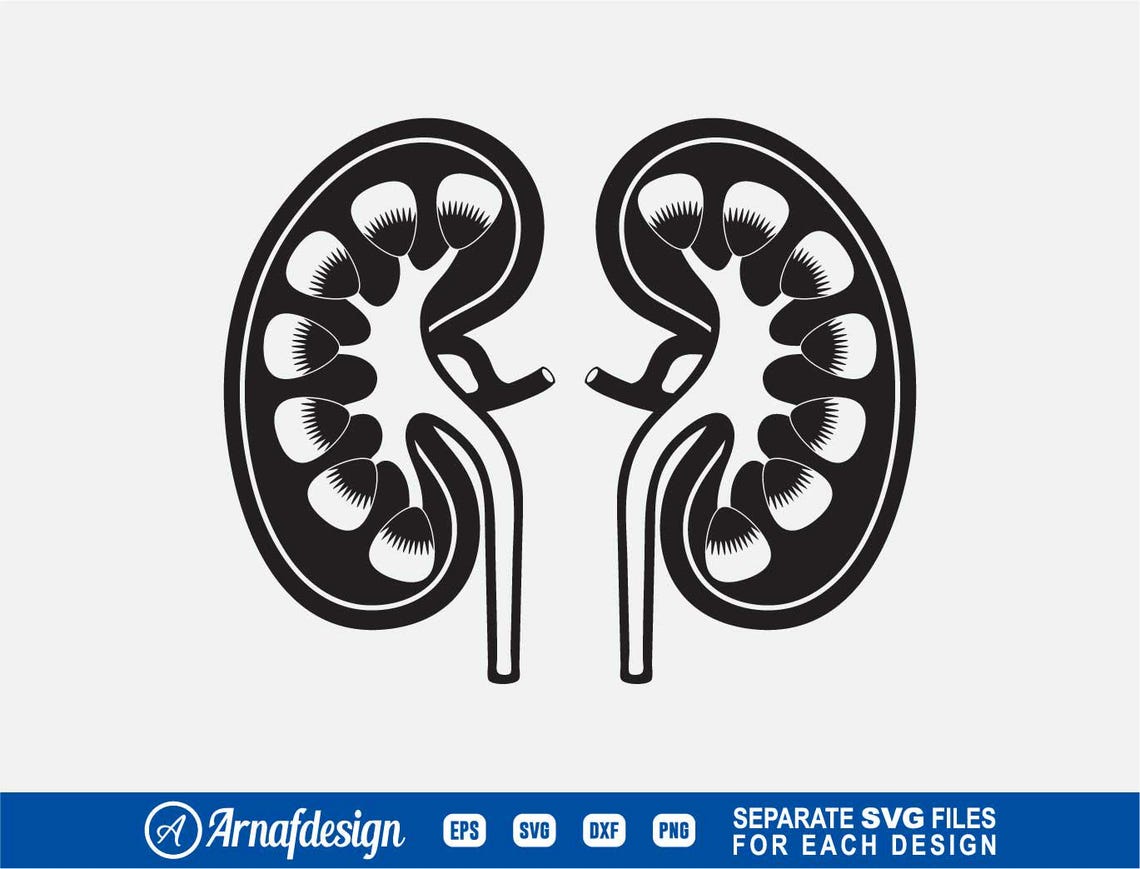 Kidney SVG, Kidney Anatomy Svg, Disease Svg, Clipart, Cut Files for ...