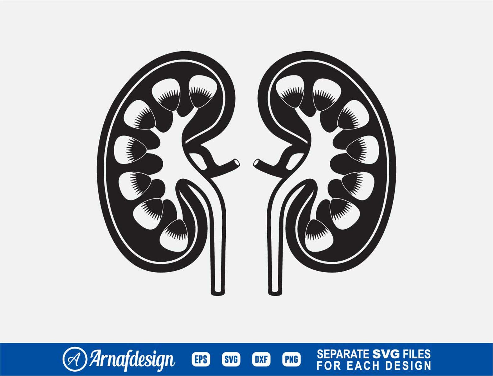 Kidney SVG, Kidney Anatomy Svg, Disease Svg, Clipart, Cut Files for ...