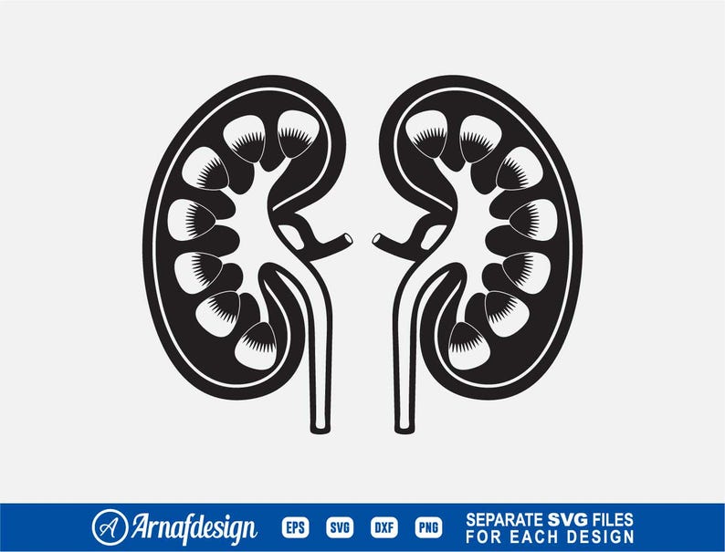 Kidney SVG, Kidney Anatomy Svg, Disease Svg, Clipart, Cut Files for ...