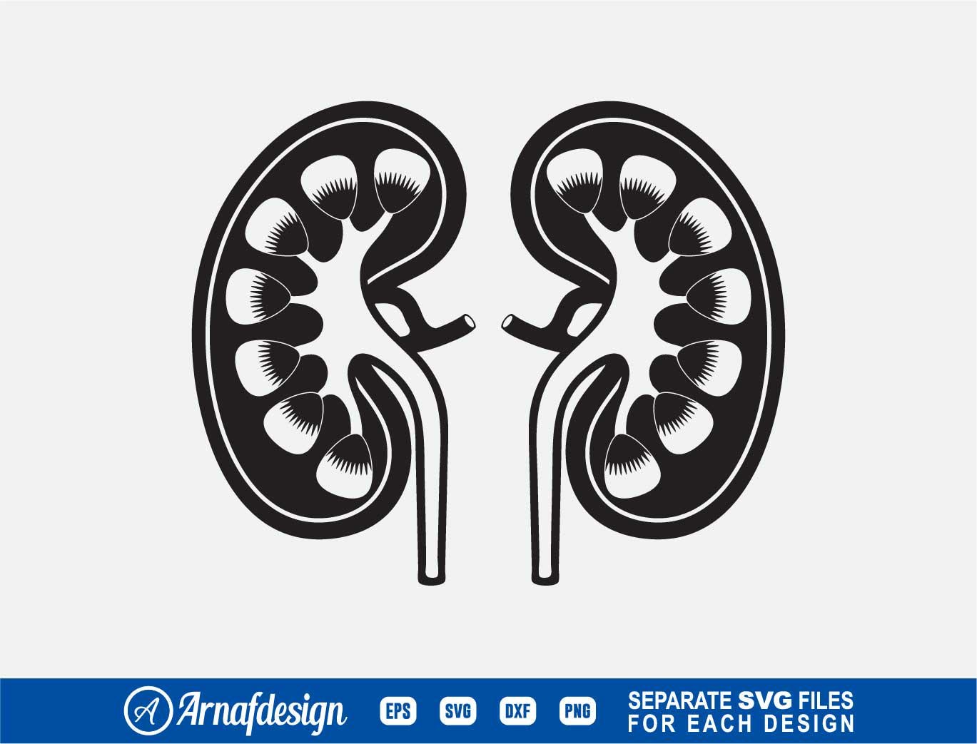 Kidney SVG, Kidney Anatomy Svg, Disease Svg, Clipart, Cut Files for ...