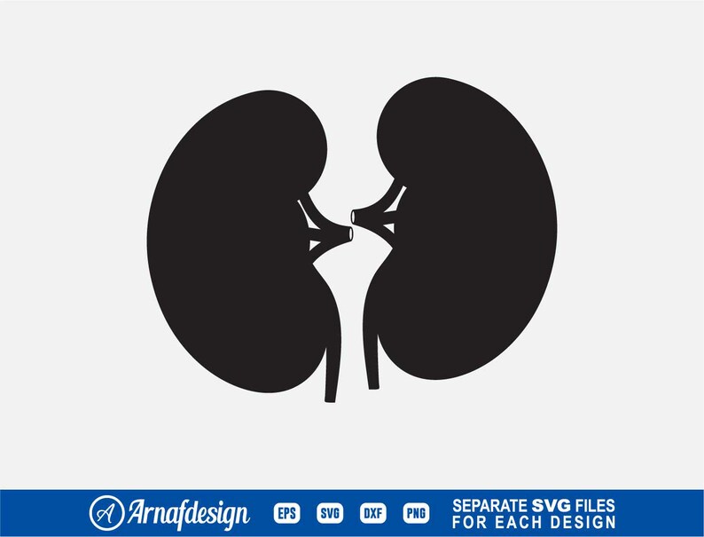 Kidney SVG, Kidney Anatomy Svg, Disease Svg, Clipart, Cut Files for ...