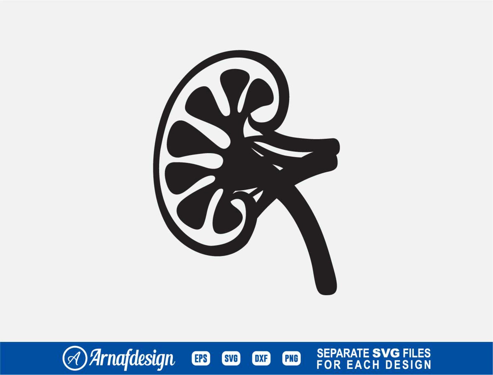 Kidney SVG, Kidney Anatomy Svg, Disease Svg, Clipart, Cut Files for ...