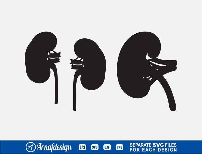 Kidney SVG, Kidney Anatomy Svg, Disease Svg, Clipart, Cut Files for ...