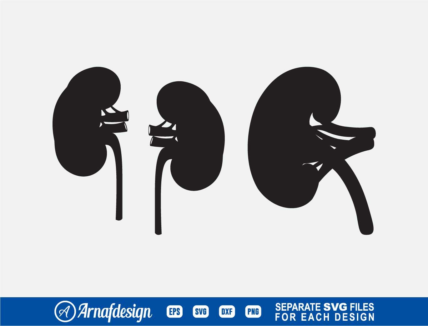 Kidney SVG, Kidney Anatomy Svg, Disease Svg, Clipart, Cut Files for ...