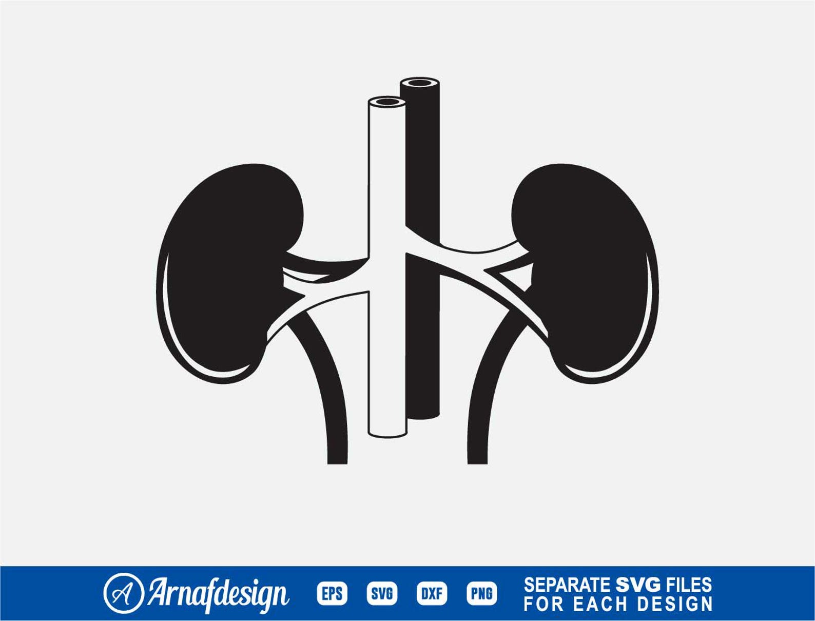 Kidney SVG, Kidney Anatomy Svg, Disease Svg, Clipart, Cut Files for ...
