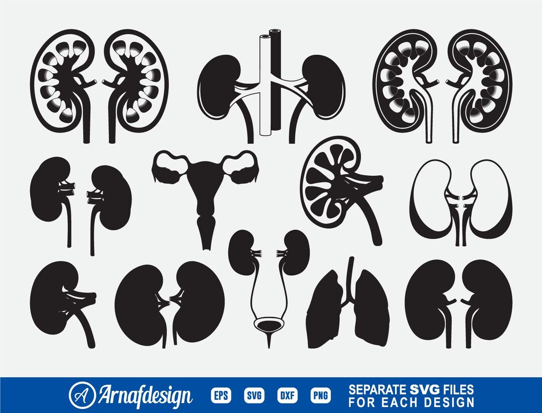 Kidney SVG, Kidney Anatomy Svg, Disease Svg, Clipart, Cut Files for ...