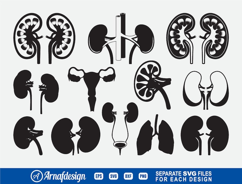 Kidney SVG, Kidney Anatomy Svg, Disease Svg, Clipart, Cut Files for ...