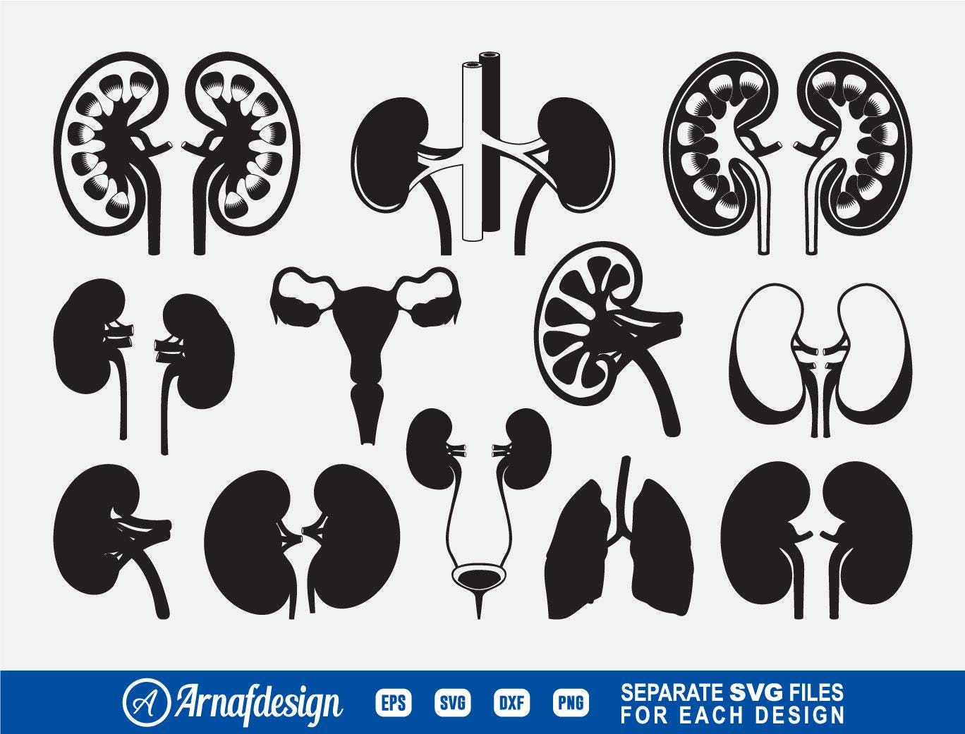 Kidney SVG, Kidney Anatomy Svg, Disease Svg, Clipart, Cut Files for ...