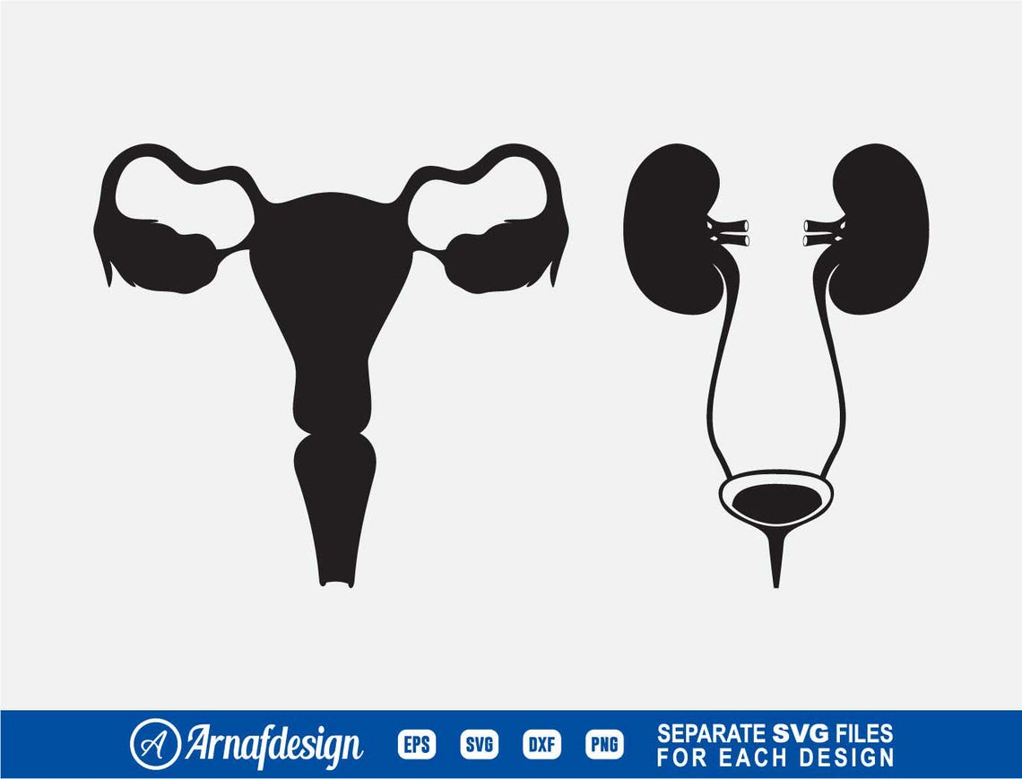 Kidney SVG, Kidney Anatomy Svg, Disease Svg, Clipart, Cut Files for ...