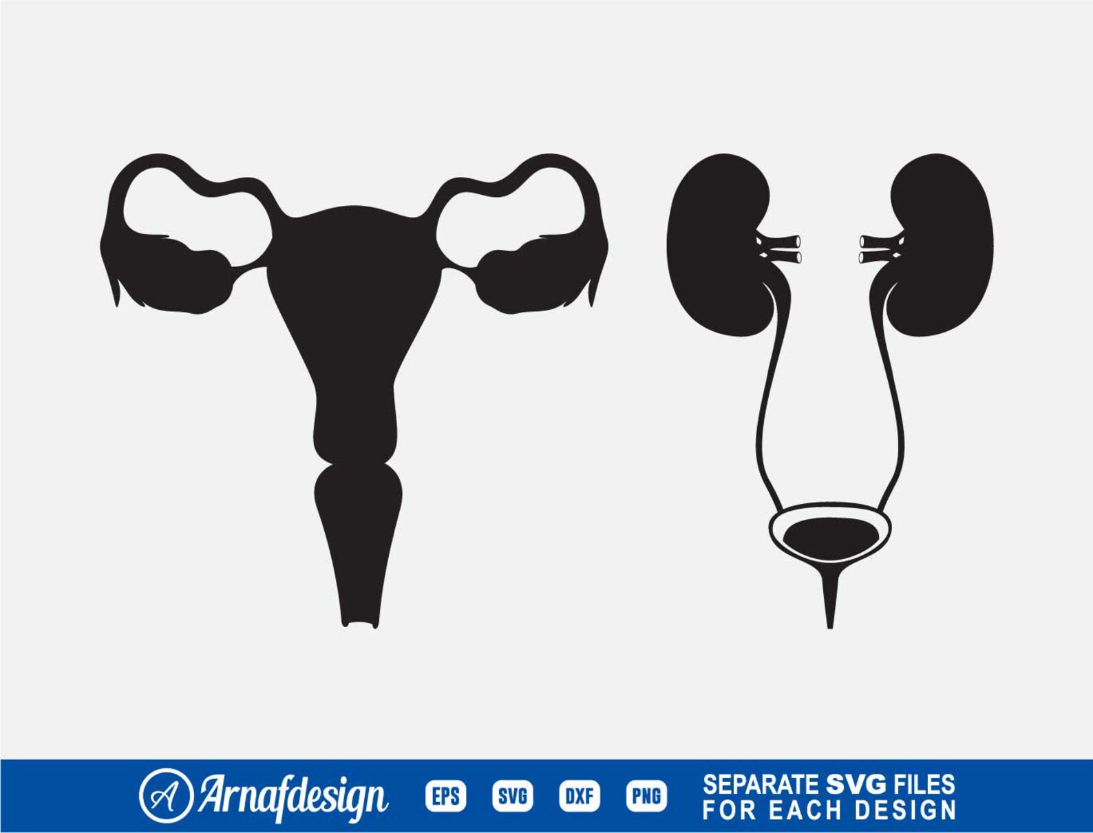 Kidney SVG, Kidney Anatomy Svg, Disease Svg, Clipart, Cut Files for ...