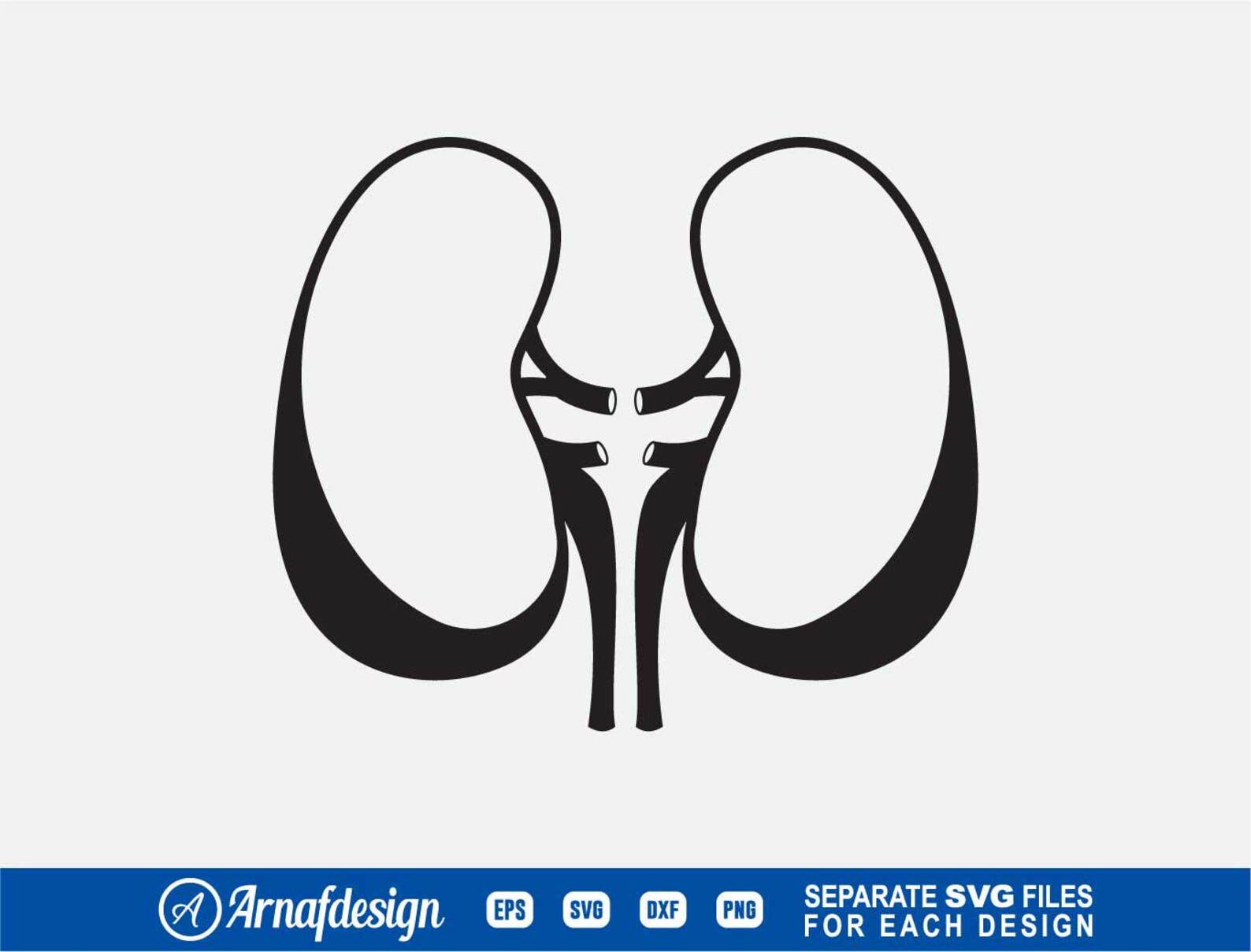 Kidney SVG, Kidney Anatomy Svg, Disease Svg, Clipart, Cut Files for ...