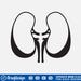 Kidney SVG, Kidney Anatomy Svg, Disease Svg, Clipart, Cut Files for ...