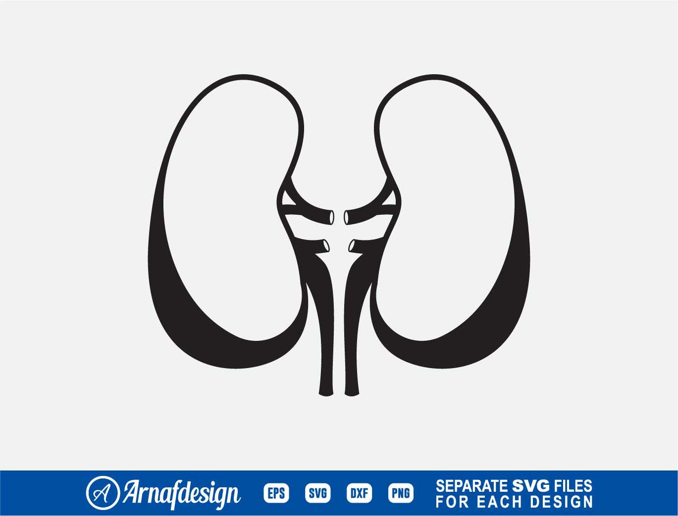 Kidney SVG, Kidney Anatomy Svg, Disease Svg, Clipart, Cut Files for ...