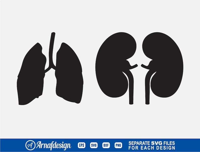 Kidney SVG, Kidney Anatomy Svg, Disease Svg, Clipart, Cut Files for ...