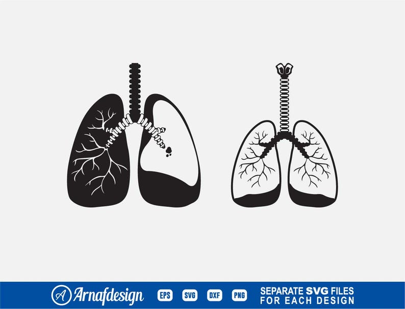 Lung SVG, Medical Image Svg, Human Lung Svg, Bronchial Svg, Clipart ...