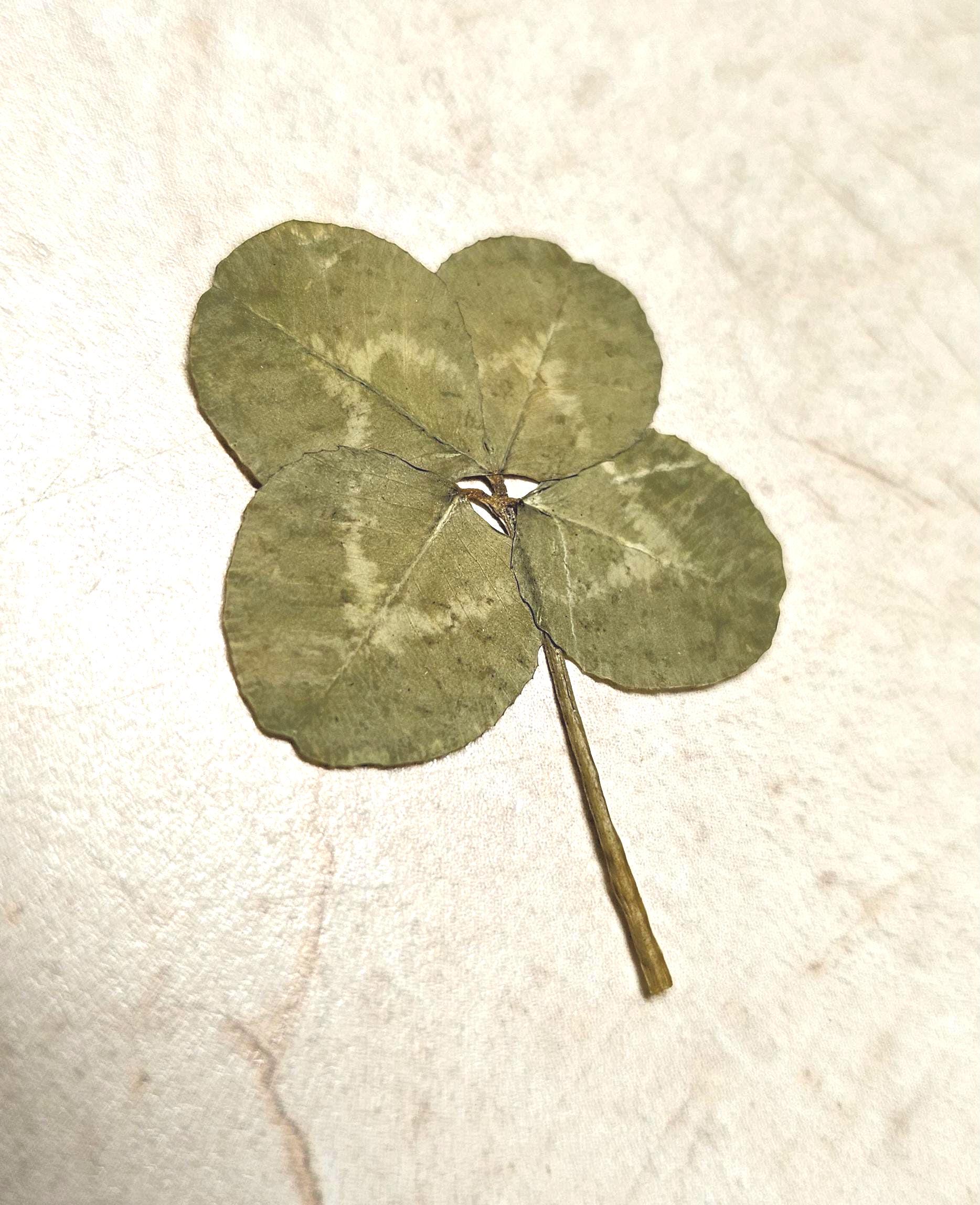 Four Leaf Clover, Five Leaf Clover, Clovers for Resin, Dried Clovers ...