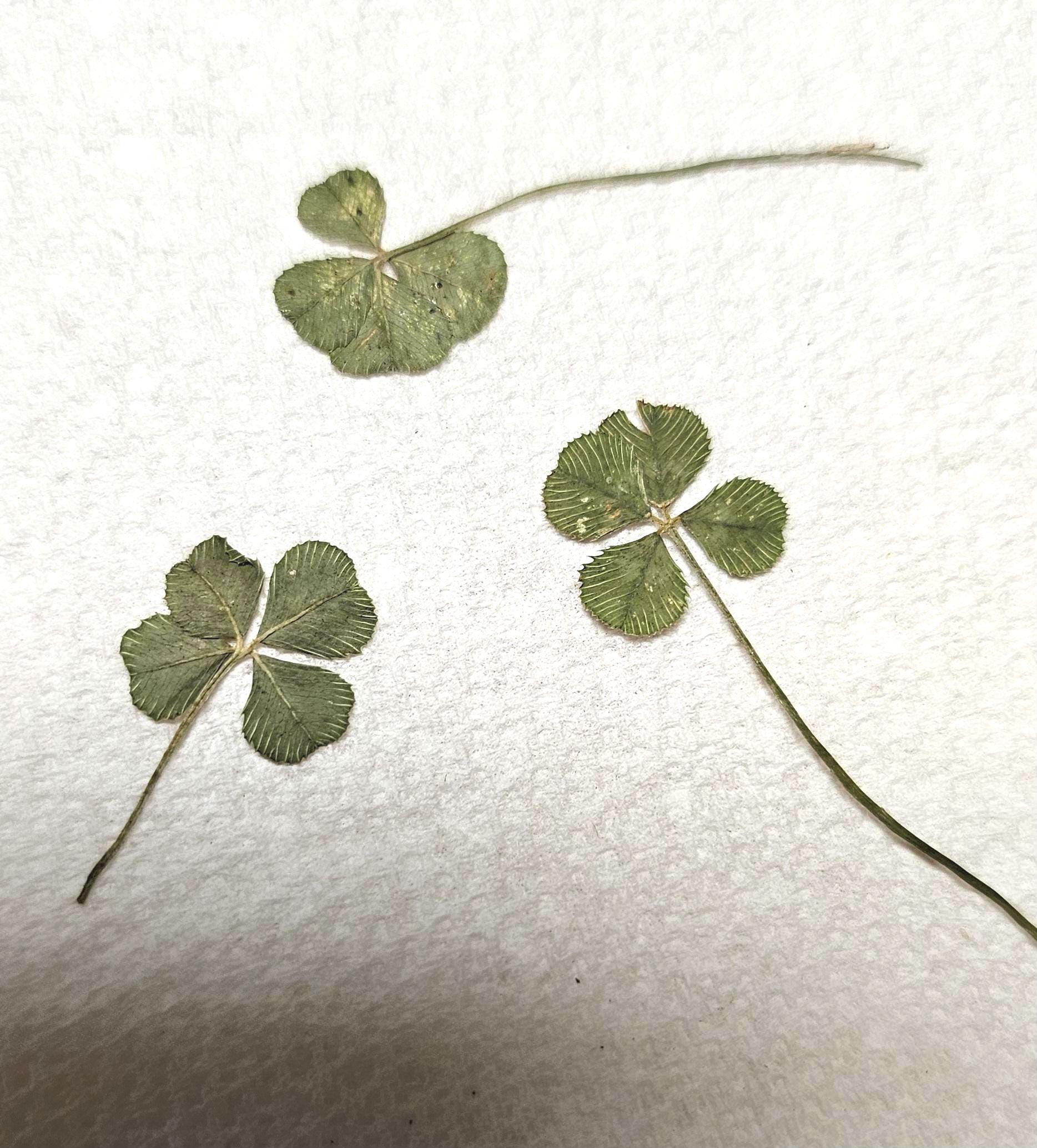 Four Leaf Clover, Five Leaf Clover, Clovers for Resin, Dried Clovers ...