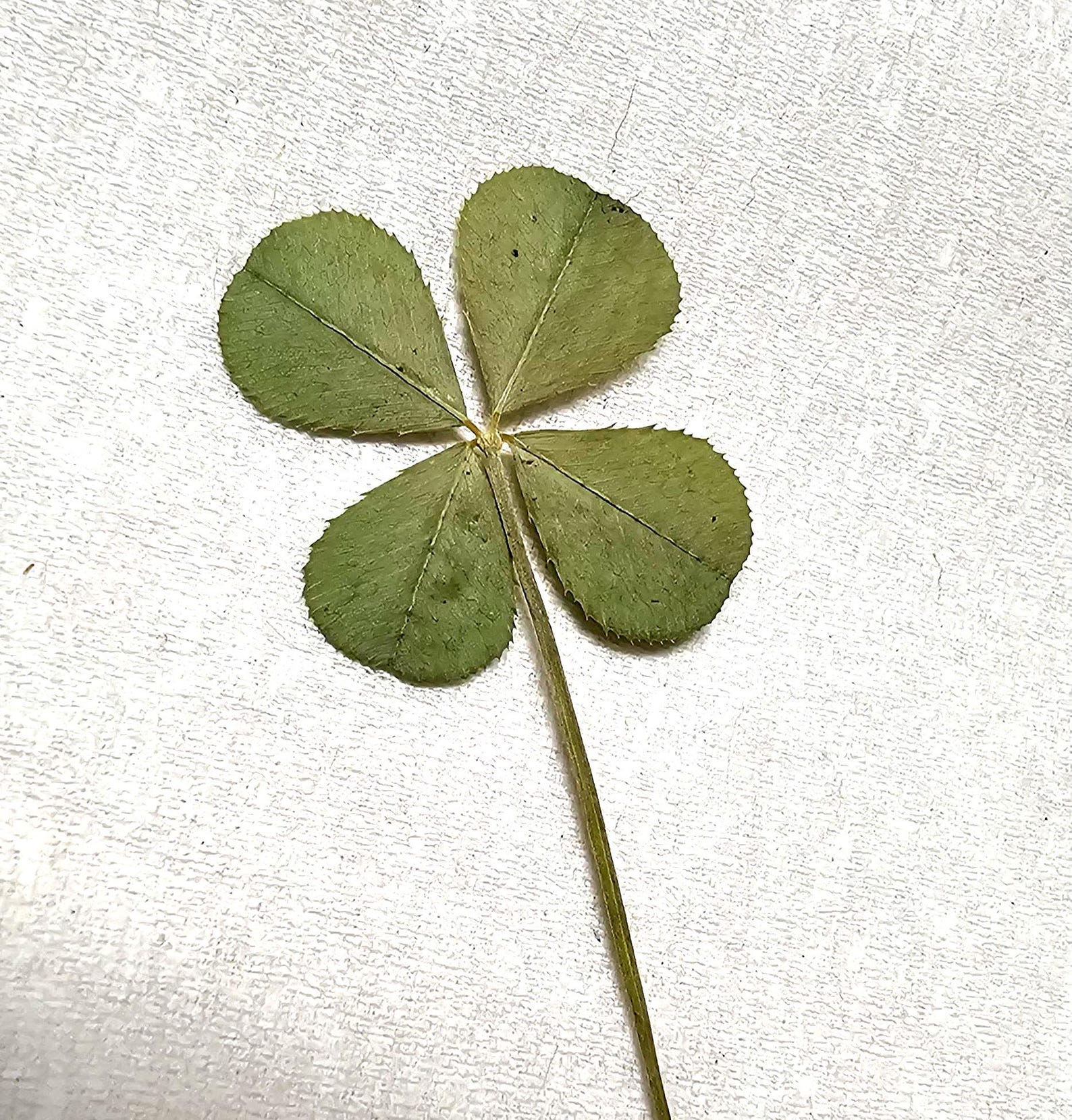 Four Leaf Clover, Five Leaf Clover, Clovers for Resin, Dried Clovers ...