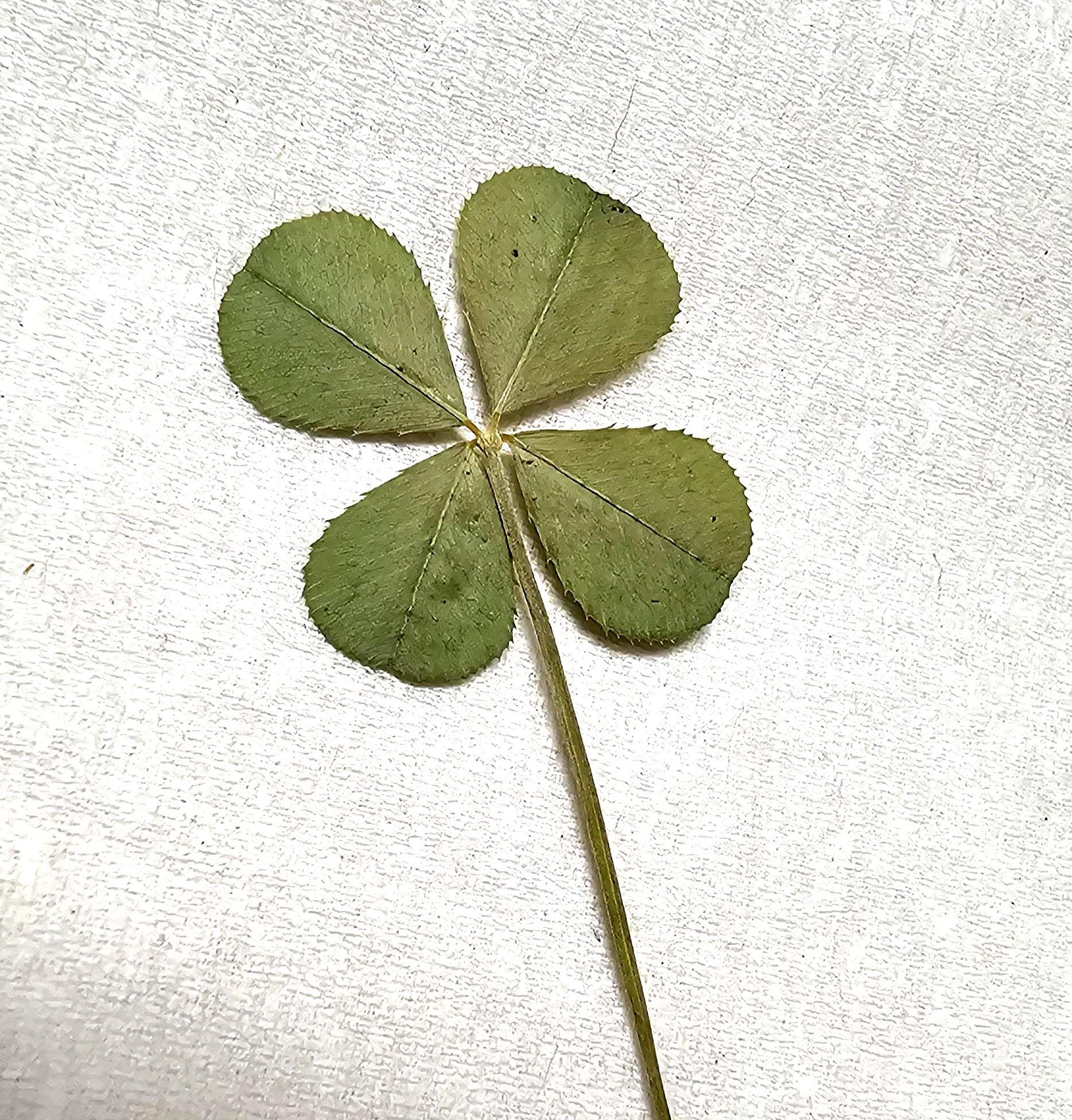 Four Leaf Clover, Five Leaf Clover, Clovers for Resin, Dried Clovers ...