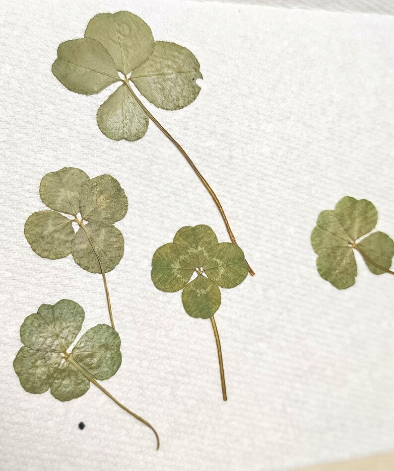 Four Leaf Clover, Five Leaf Clover, Clovers for Resin, Dried Clovers ...