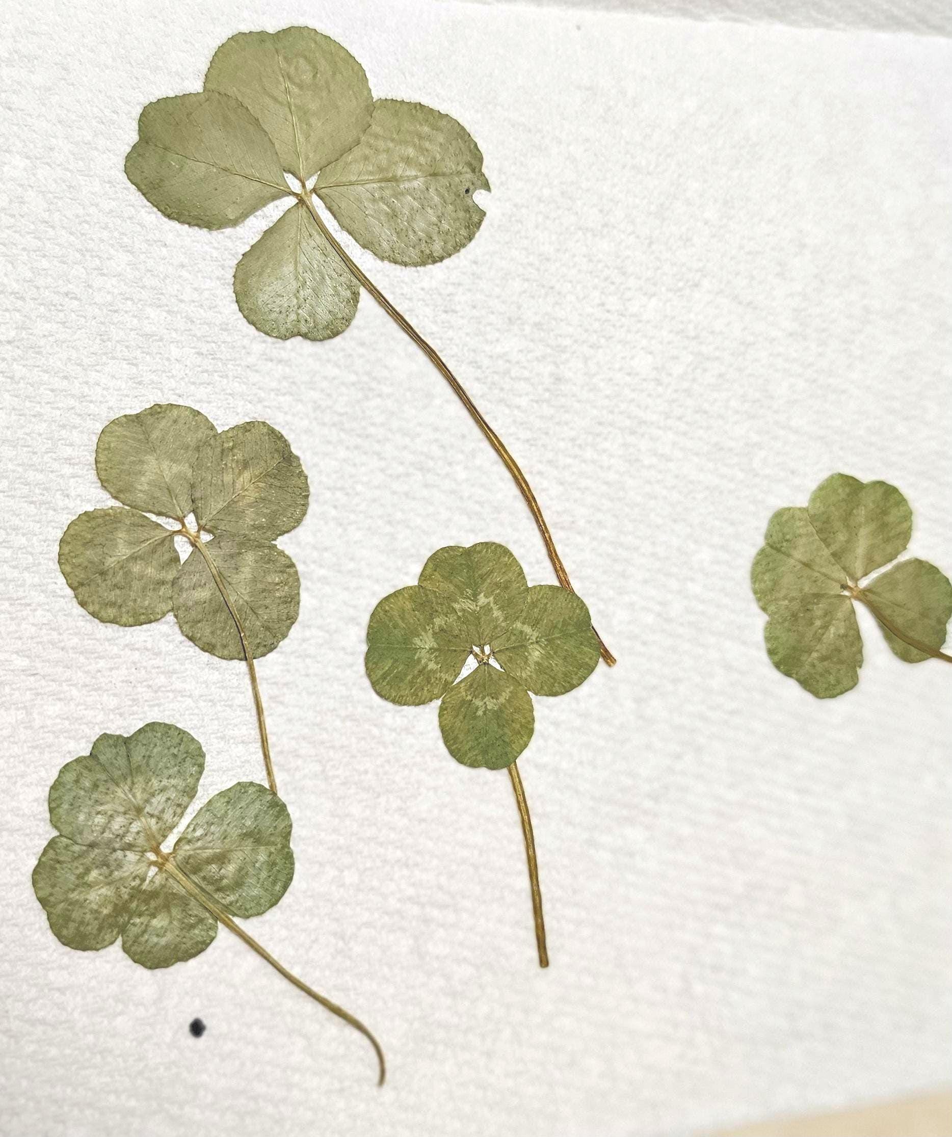 Four Leaf Clover, Five Leaf Clover, Clovers for Resin, Dried Clovers ...
