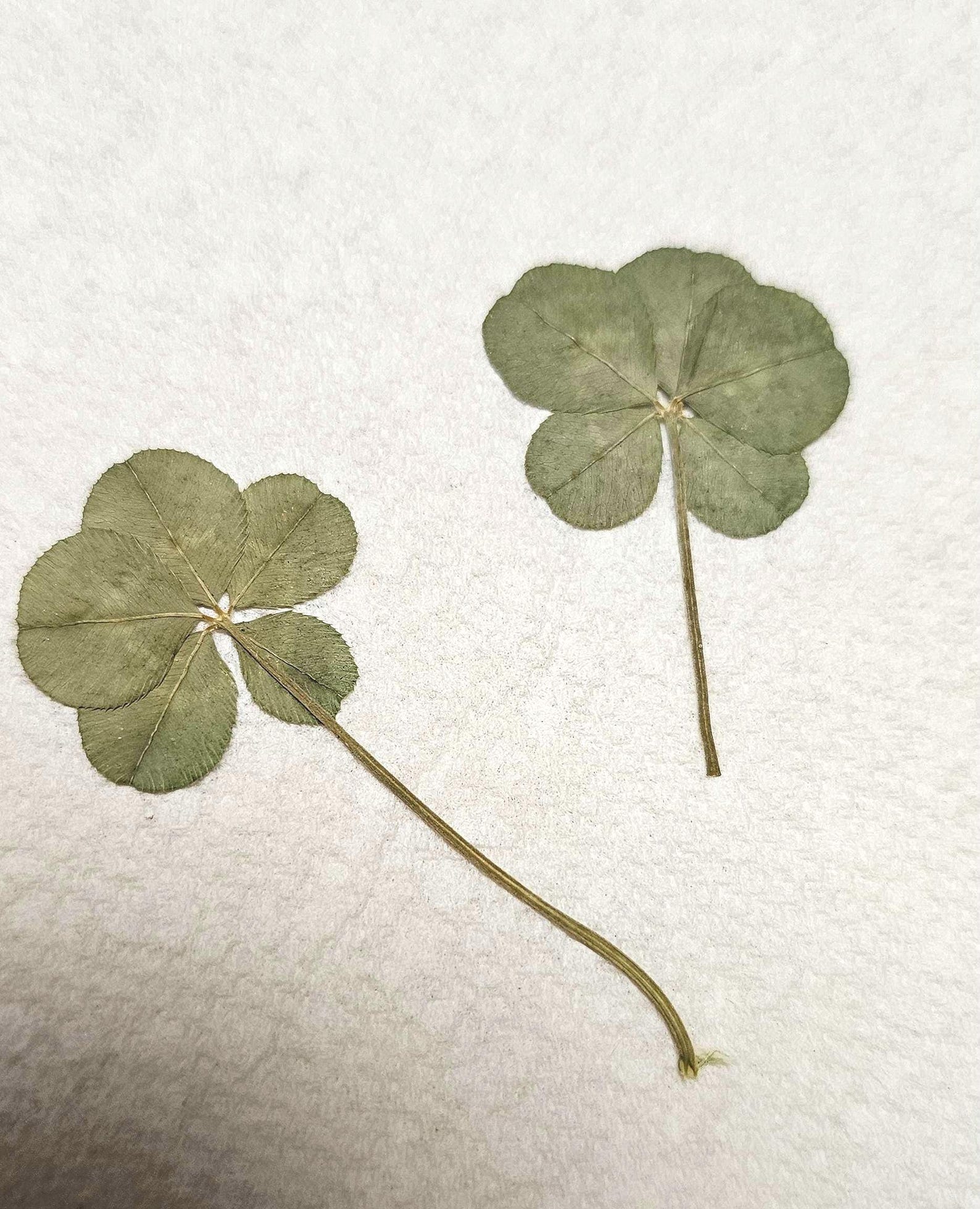 Four Leaf Clover, Five Leaf Clover, Clovers for Resin, Dried Clovers ...