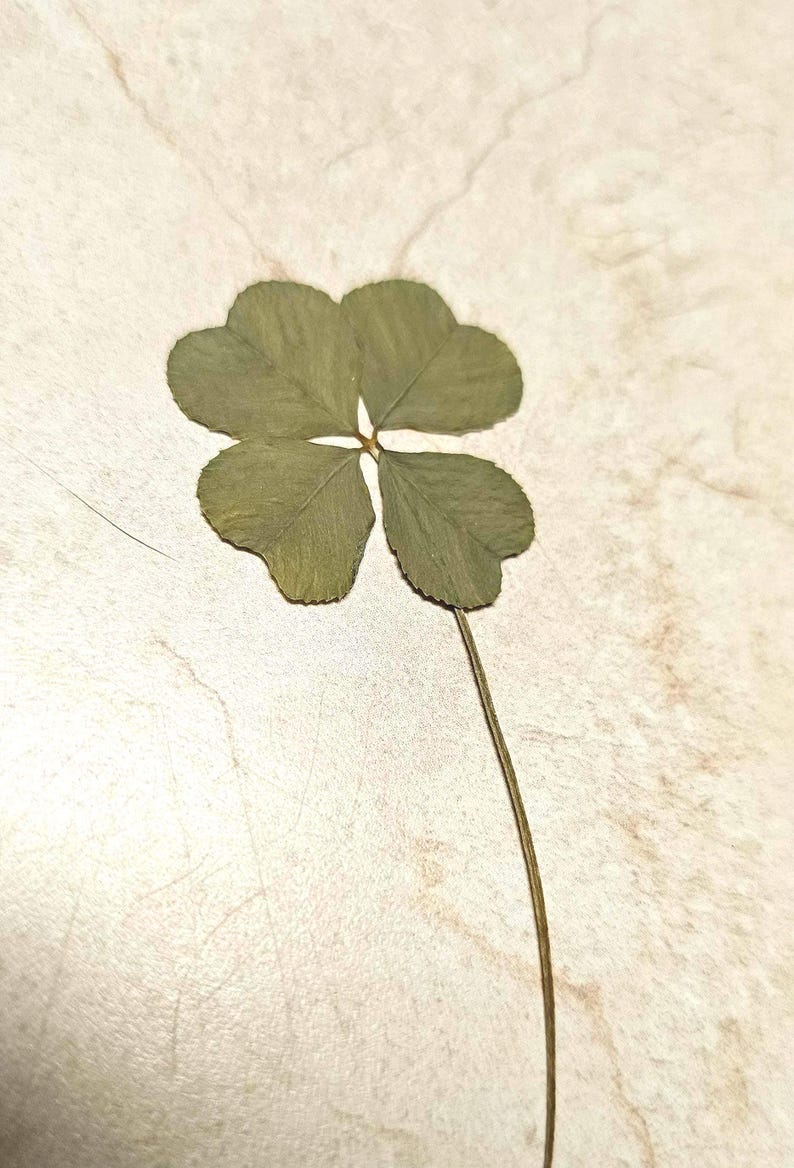 Four Leaf Clover, Five Leaf Clover, Clovers for Resin, Dried Clovers ...