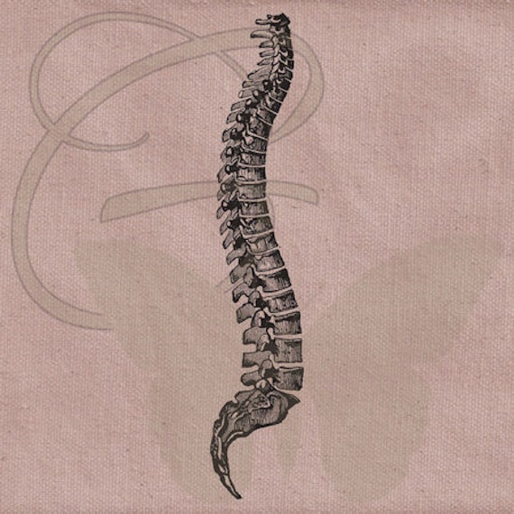 Human Spine Drawing