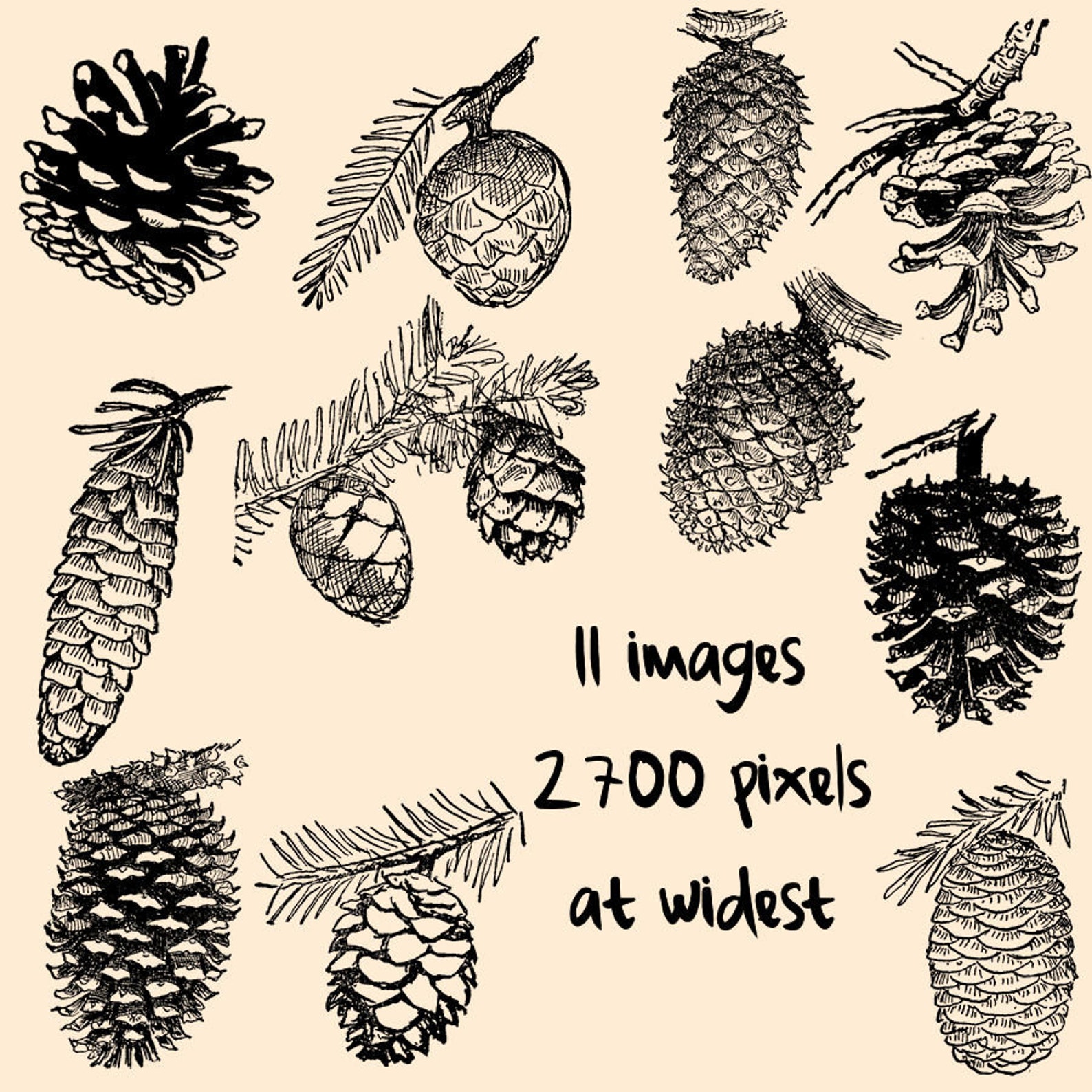 14 Hand Drawn Pine Cone Bundle, Transfer Botanical Drawing, Line Art ...