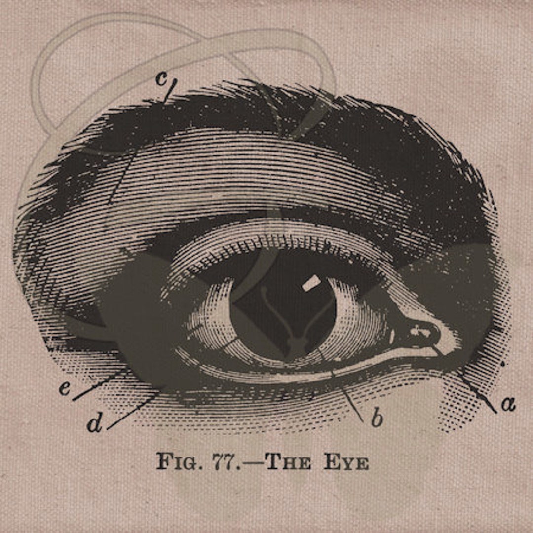 Human Anatomy Eye Drawing by Hand Drawn Digital Transfer Clipart ...