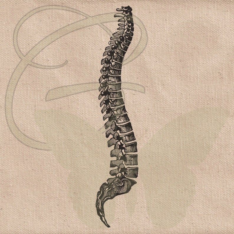 Human Spine Hand Drawn Anatomy Digital Bone Transfer Clip Art | Etsy