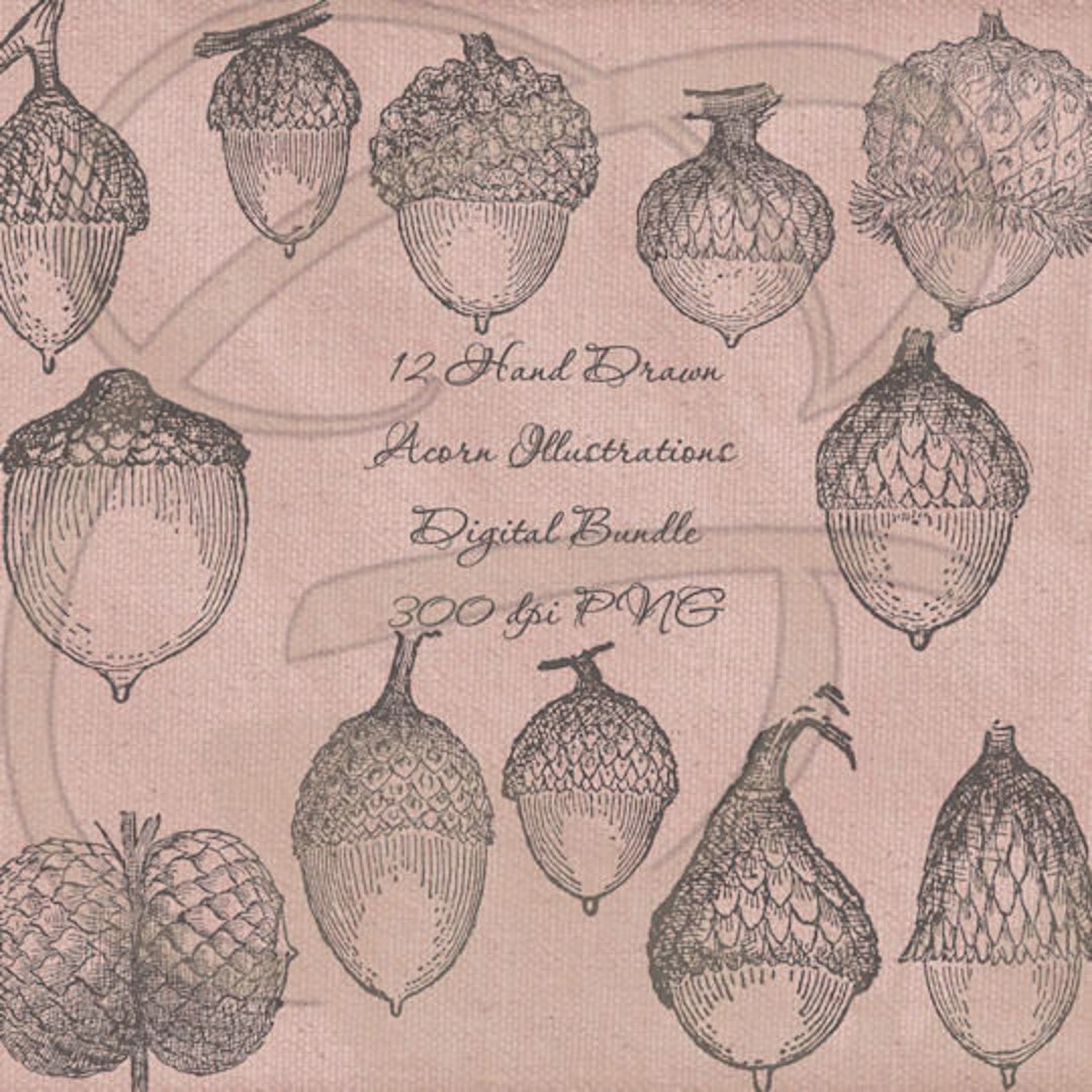 Hand Drawn Acorn Bundle Digital Transfer Botanical Drawing Package ...