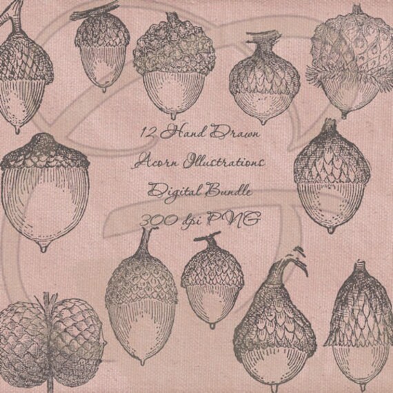 Hand Drawn Acorn Bundle Digital Transfer Botanical Drawing | Etsy