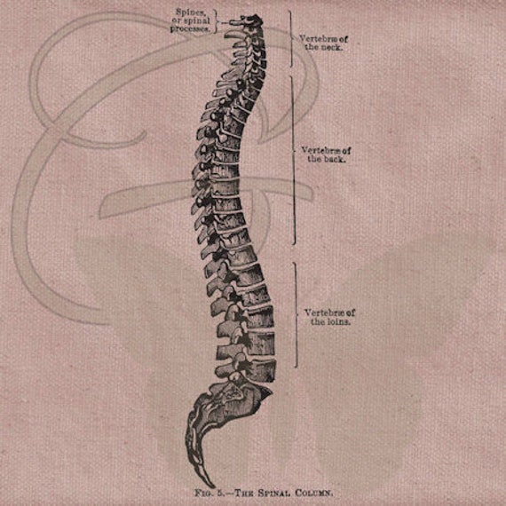 Spine Vertebrae Drawing
