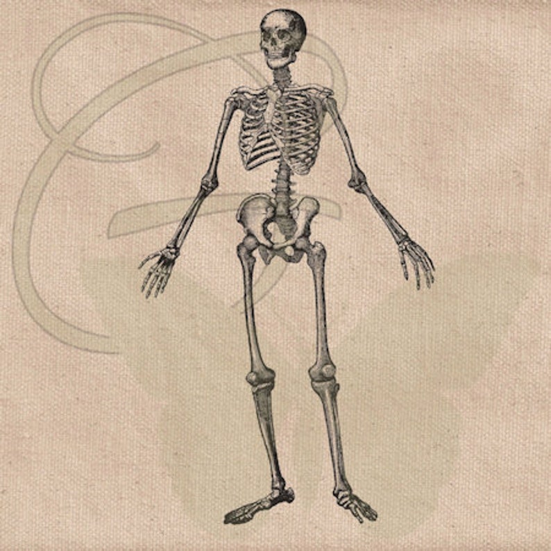 Hand Drawn Human Anatomy Digital Halloween Transfer Overlay Clipart ...