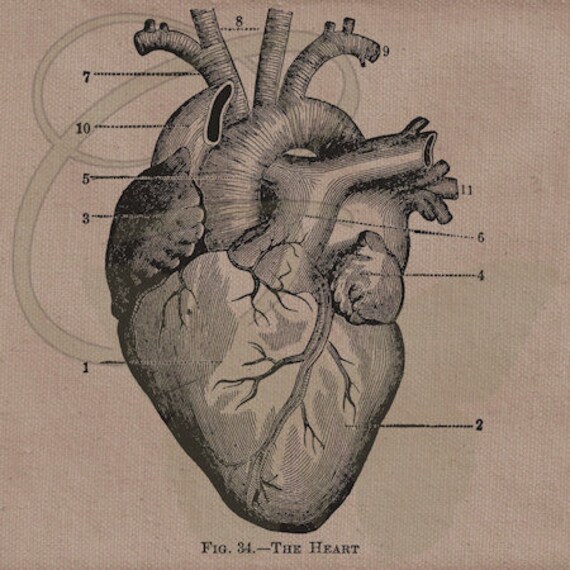 Anatomia Del Corazon