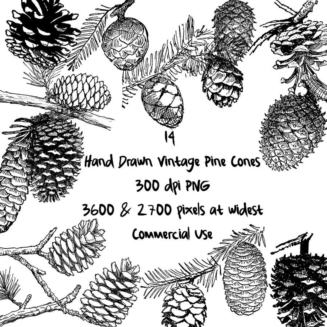 14 Hand Drawn Pine Cone Bundle, Transfer Botanical Drawing, Line Art ...