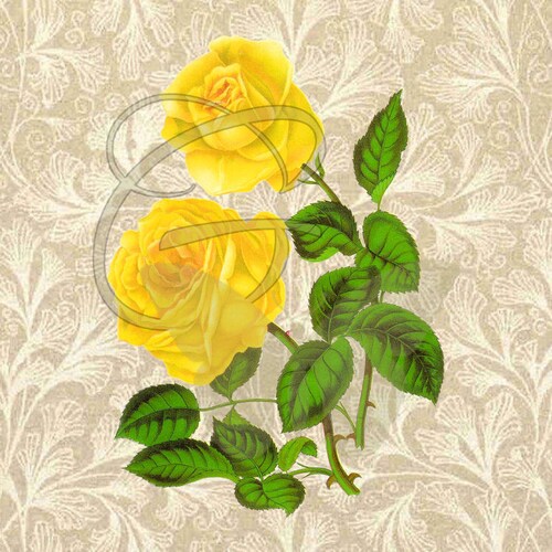 Flower Clipart alba Rose Botanical Illustration | Etsy